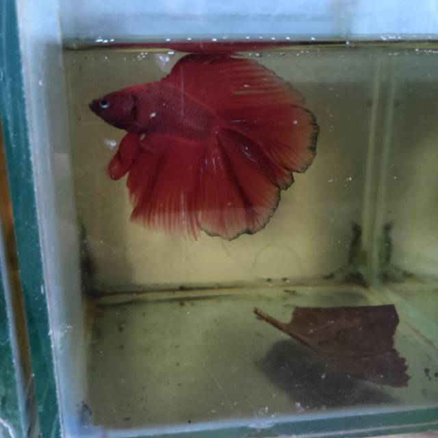 Jual HM Super Red(Double Tail) | Shopee Indonesia