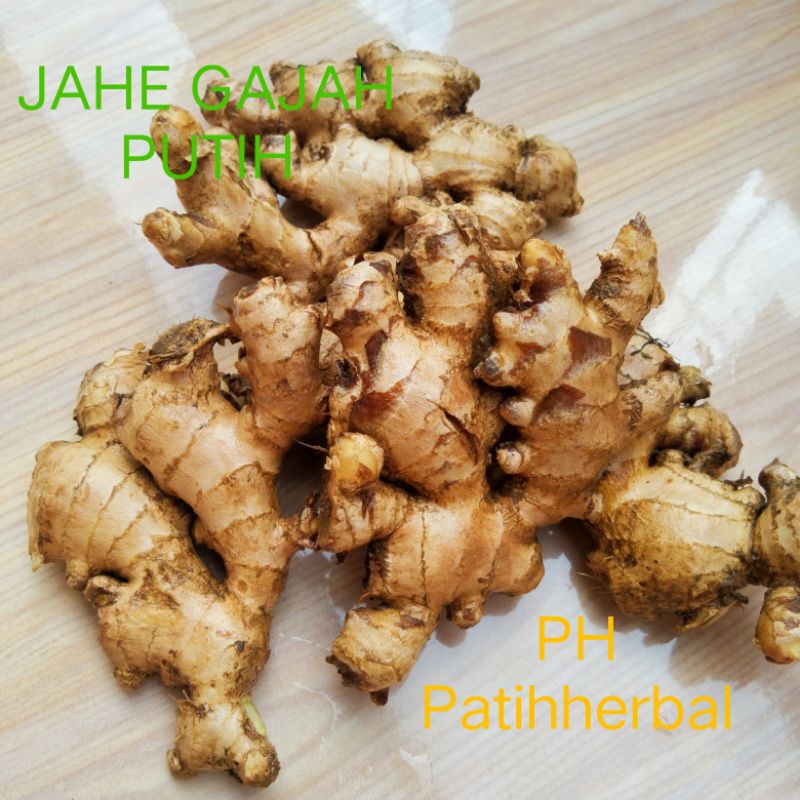 Jual Jahe Gajah/Jahe Putih/Jahe Jumbo/Jahe Bumbu Masak 1Kg | Shopee ... Jual Jahe Gajah/Jahe Putih/Jahe Jumbo/Jahe Bumbu Masak 1Kg | Shopee ...