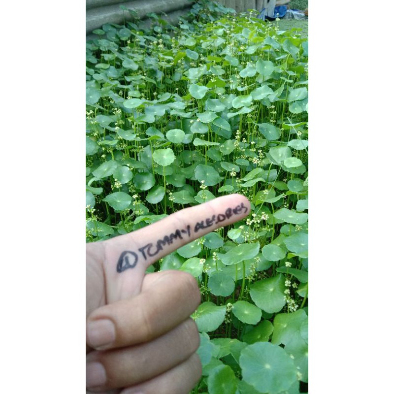 Jual pegagan air daun halus centela asiatica tanaman hias herbal ...