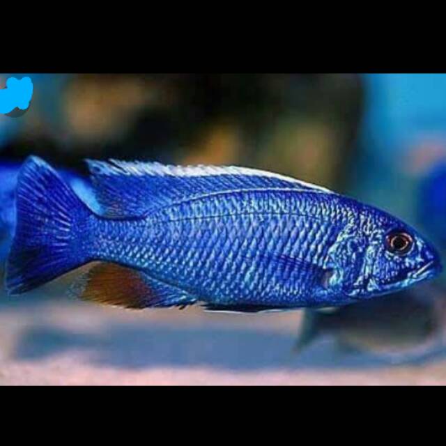 Jual Sciaenochromis Blue fryeri Cichlid Lake Malawi | Shopee Indonesia