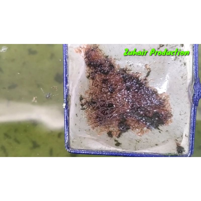 Jual Dhapnia Magna Kutu Air Raksasa DM | Shopee Indonesia