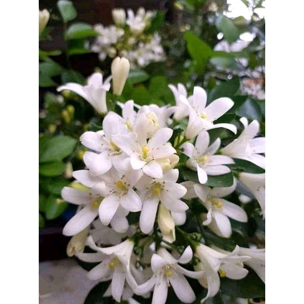 Jual bibit kemuning bunga wangi semerbak | Shopee Indonesia