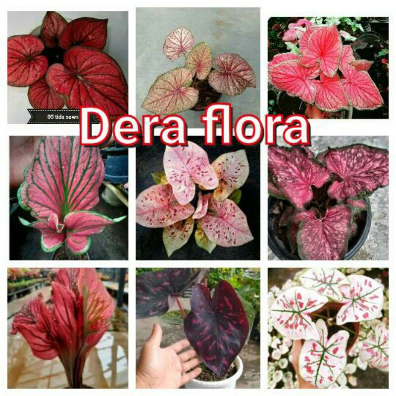 Jual 9 paket tanaman hias umbi caladium thailand hybrid keladi hias ...
