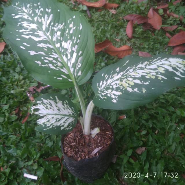 Jual Tanaman hias blanceng - blanceng beras tumpah | Shopee Indonesia