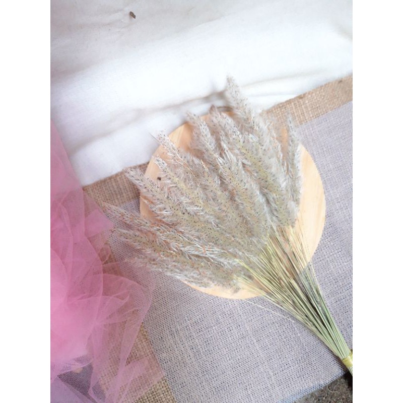 Jual Bunga ilalang kering / alang - alang kering | Shopee Indonesia