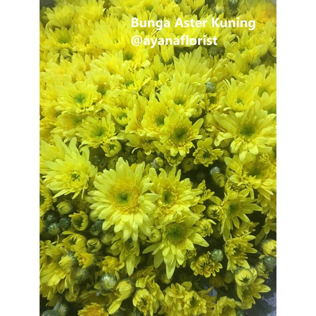 Jual Bunga Aster Berbagai warna Fresh Asli cocok untuk hiasan acara per ...