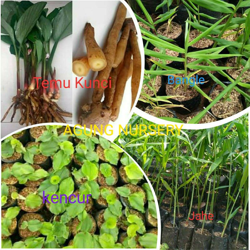 Jual Paket 4 Tanaman Herbal (Temu Kunci, Bangle, Kencur, Jahe) | Shopee ...