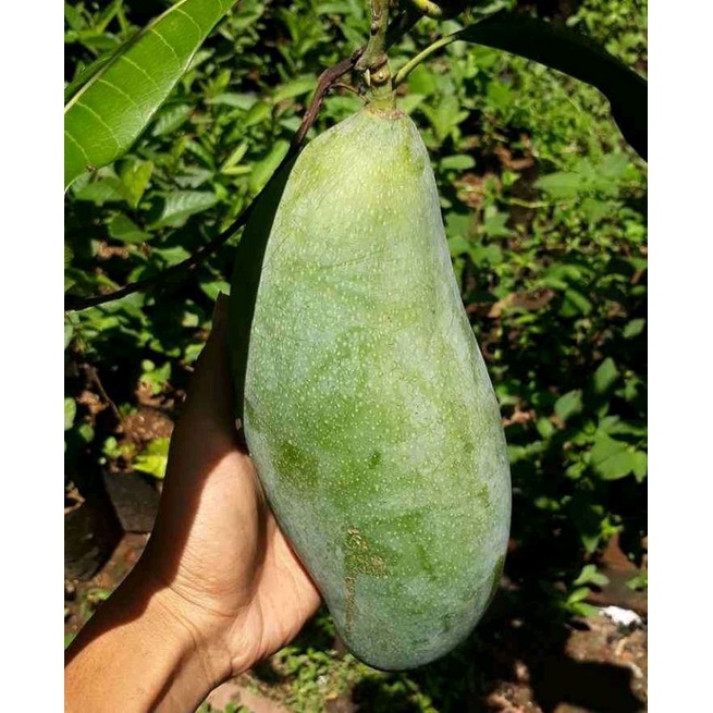 Jual Bibit Mangga Mahatir Super | Shopee Indonesia