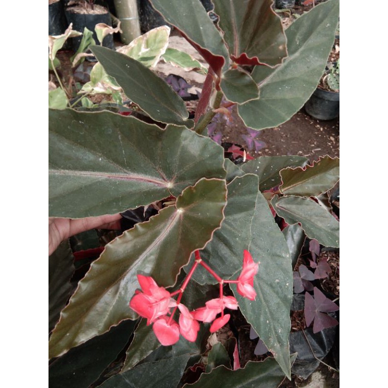 Jual Tanaman Hias Begonia Bunga Api | Shopee Indonesia
