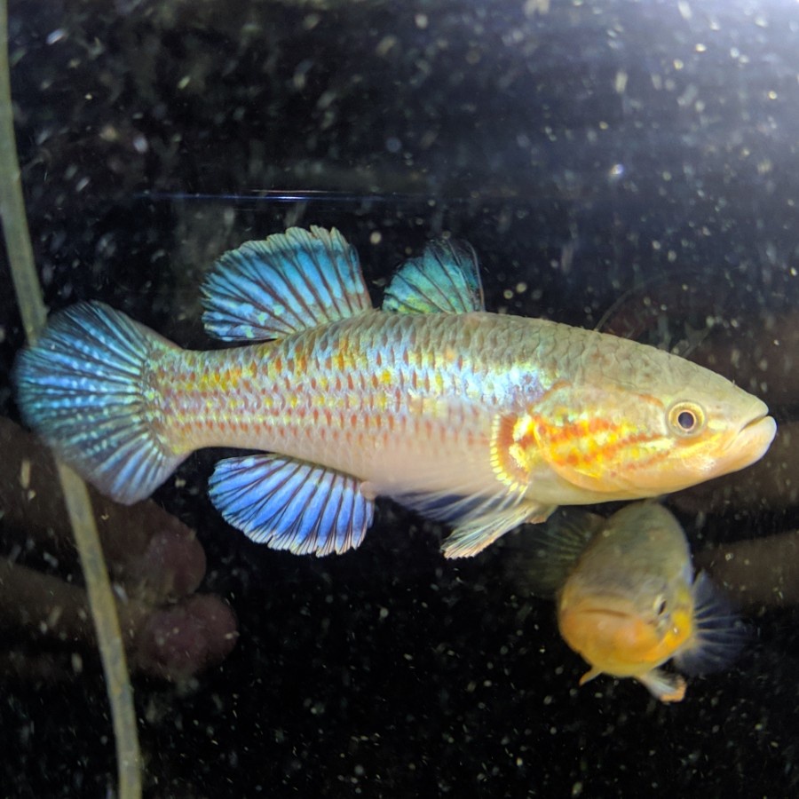 Jual snakehead gudgeon | Shopee Indonesia