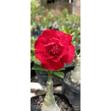 Jual paket 2 pohon bunga tumpuk | Shopee Indonesia