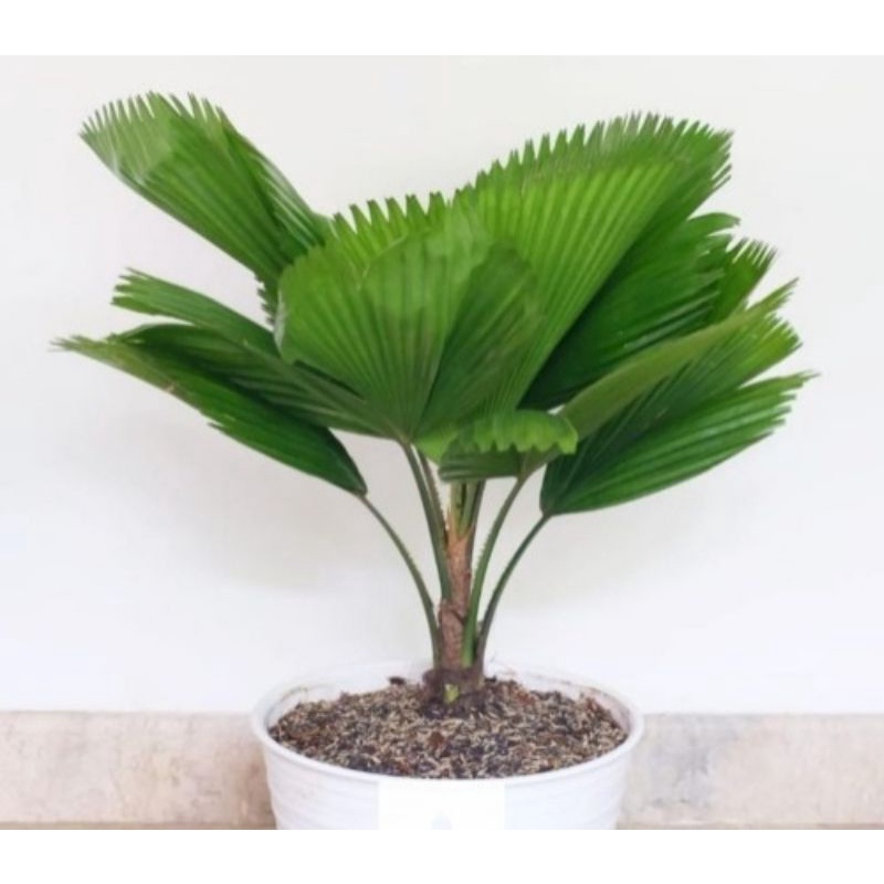 Jual Tanaman indor palem kol/bibit tanaman hias palem kol | Shopee ...