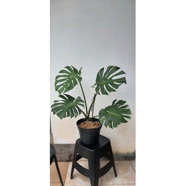 Jual Monstera King 4 Daun Aktif | Shopee Indonesia