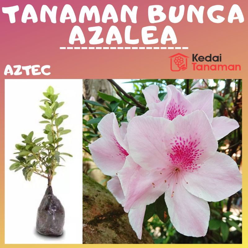 Jual Tanaman Hias Hidup Bunga Azalea Aztec - Bunga Hidup Saliyah Aztec ...