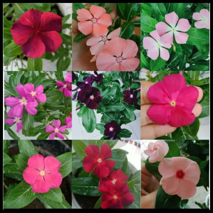 Jual Bunga Vinca Paket 9 - Tanaman Hias Hidup | Shopee Indonesia