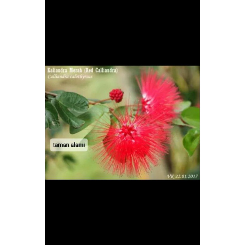 Jual tanaman hias bunga kaliandra - tanaman bunga merah kaliandra ...