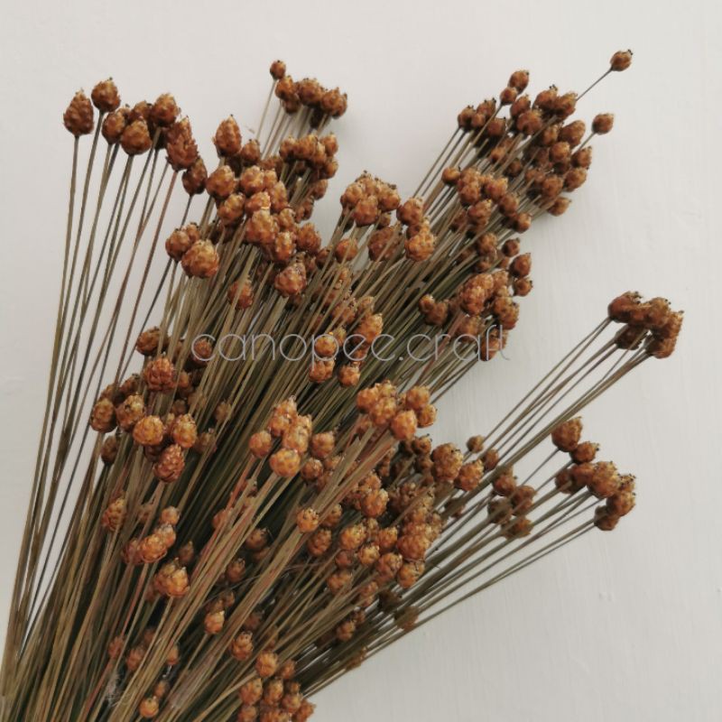 Jual 10 TANGKAI DRIED FLOWER / BUNGA KERING PURUN | Shopee Indonesia