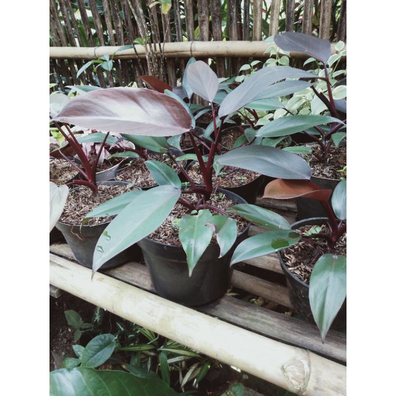 Jual Tanaman Hias Philo Black Cardinal - Philodendron draglord | Shopee ...