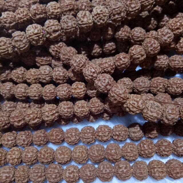 Jual Biji genitri asli (per biji) | Shopee Indonesia