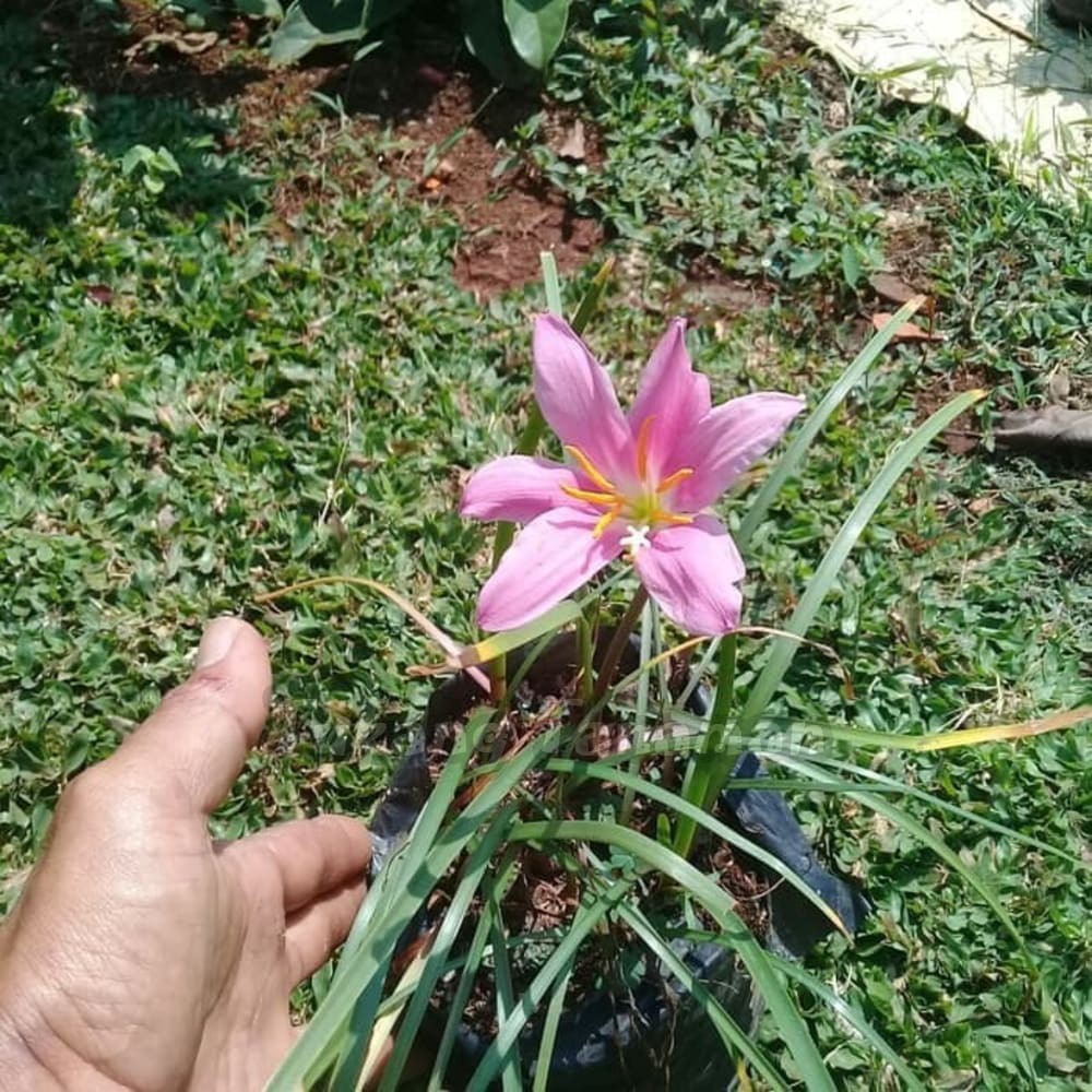 Jual TANAMAN BAKUNG MINI BUNGA PINK JUAL TANAMAN HIAS HIASAN DEKORASI ...