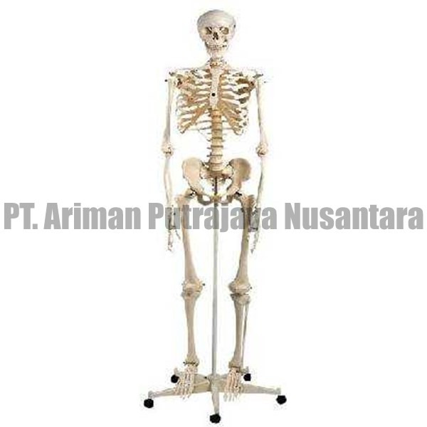 Jual Model Kerangka Manusia Dewasa / Torso Manusia / Model Tengkorak ...