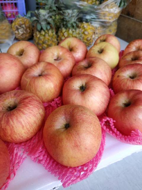 Jual APEL FUJI PREMIUM | Shopee Indonesia