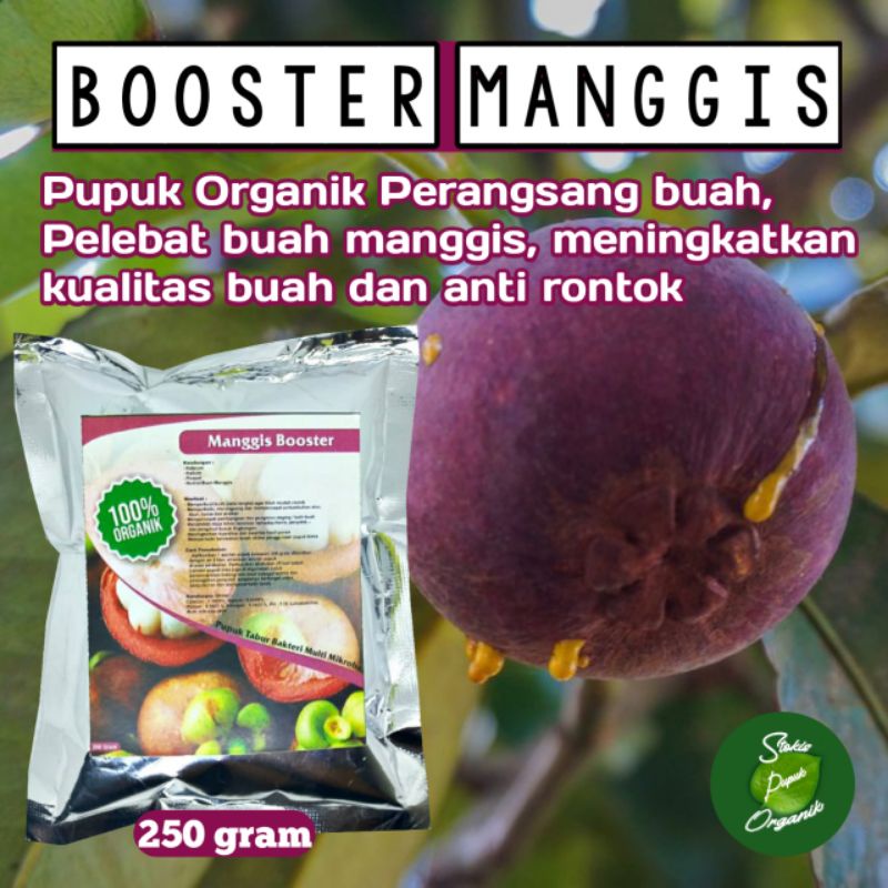 Jual Pupuk Perangsang Pelebat Buah Manggis, Booster Organik Tanaman Buah Manggis, dan ...