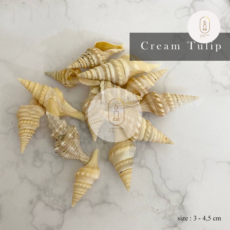 Jual Sea Shell Collections - Dekor - Bintang Laut - Kulit kerang - Hiasan Sabun Lilin Scrapbook ...