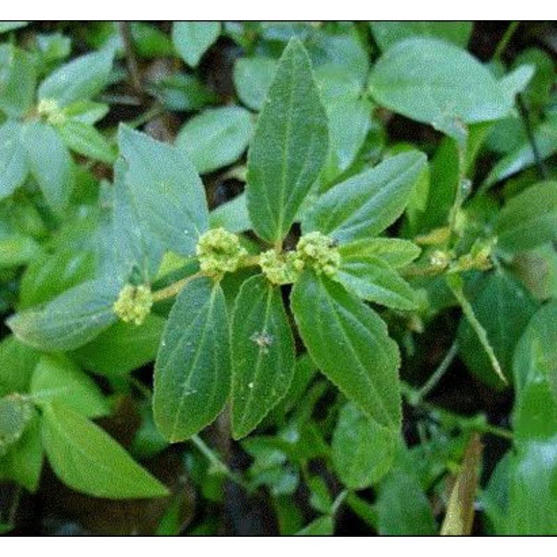 Jual patikan kebo herbal segar 1kg | Shopee Indonesia