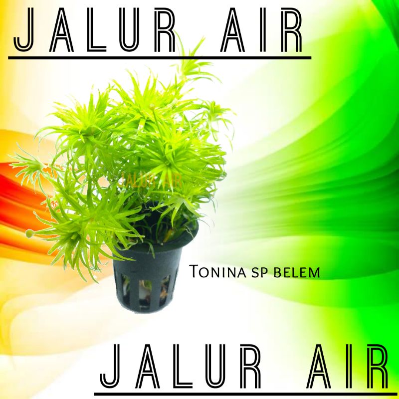 Jual Tanaman air aquascape aquarium Tonina sp Belem | Shopee Indonesia