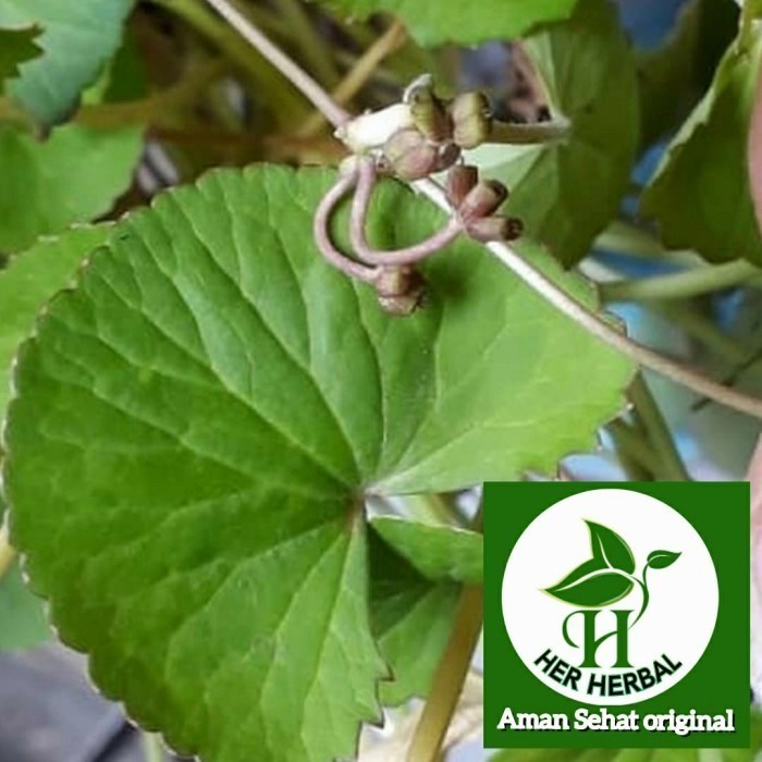 Jual Daun pegagan 250 gram atau Centella asiatica herbal anemia ...