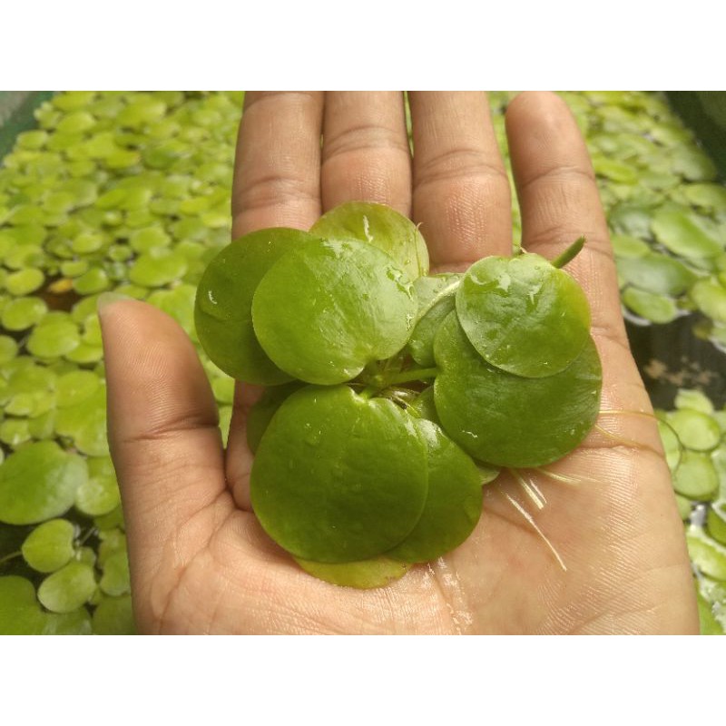 Jual Tanaman air amazon frogbit cocok untuk Aquascape ikan cupang dan ...