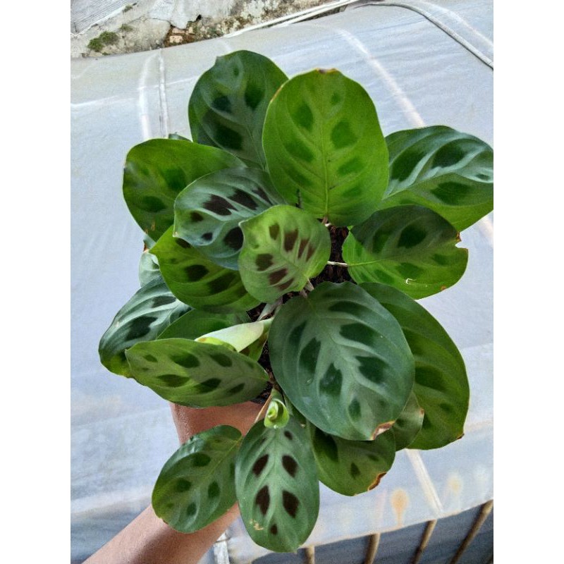 Jual maranta calathea leuconeura (kerchoviana)/ maranta kupu kupu ...