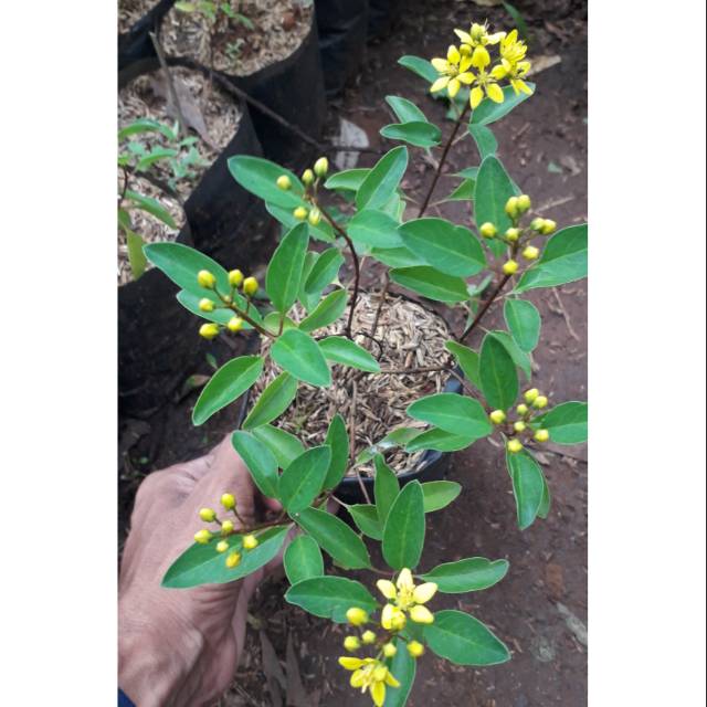 Jual Tanaman Hias Bunga Hujan Emas - Pohon Gold Shower - Bibit Tanaman ...