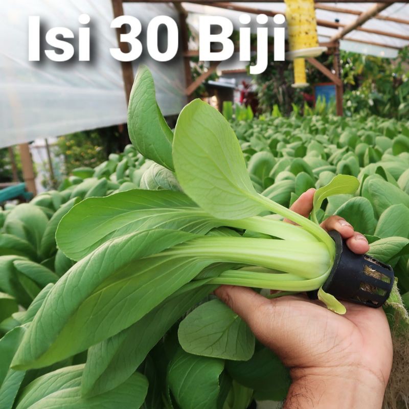Jual Benih Sawi Sendok/PAKCHOY Eceran | Shopee Indonesia