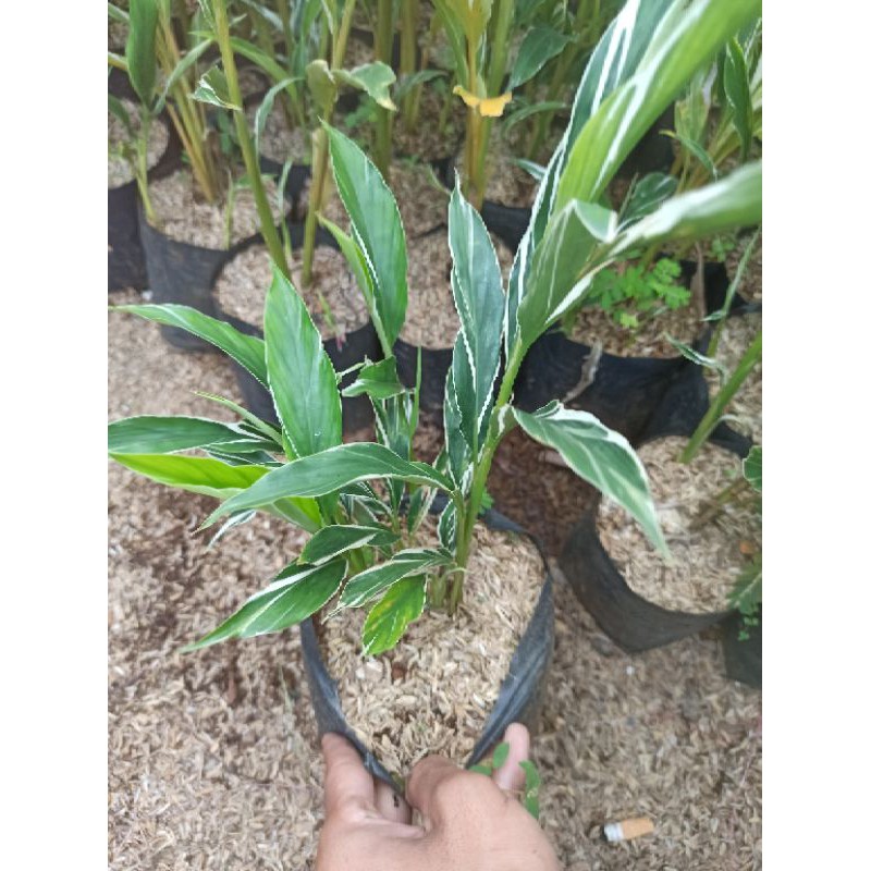 Jual Pohon kecombrang honje varigata tanaman hias onje varigata ...