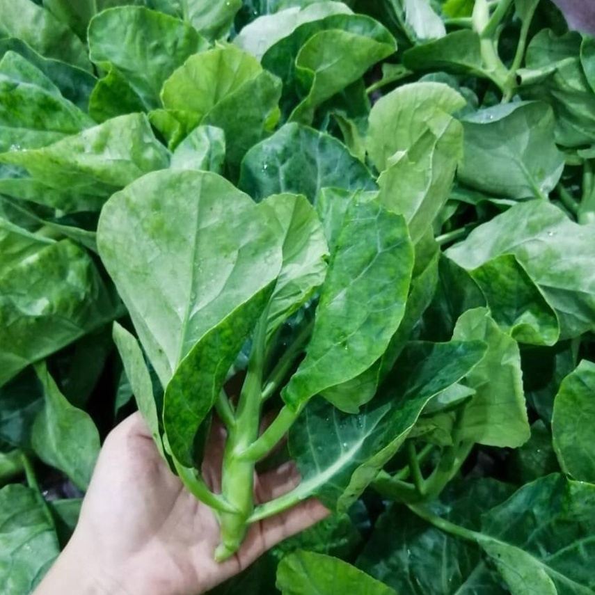 Jual Baby Kailan Segar | Shopee Indonesia