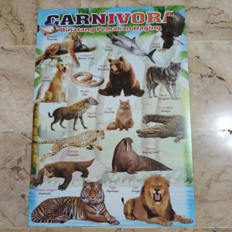 Jual Poster Carnivora. Binatang Pemakan Daging. Poster Anak | Shopee Indonesia