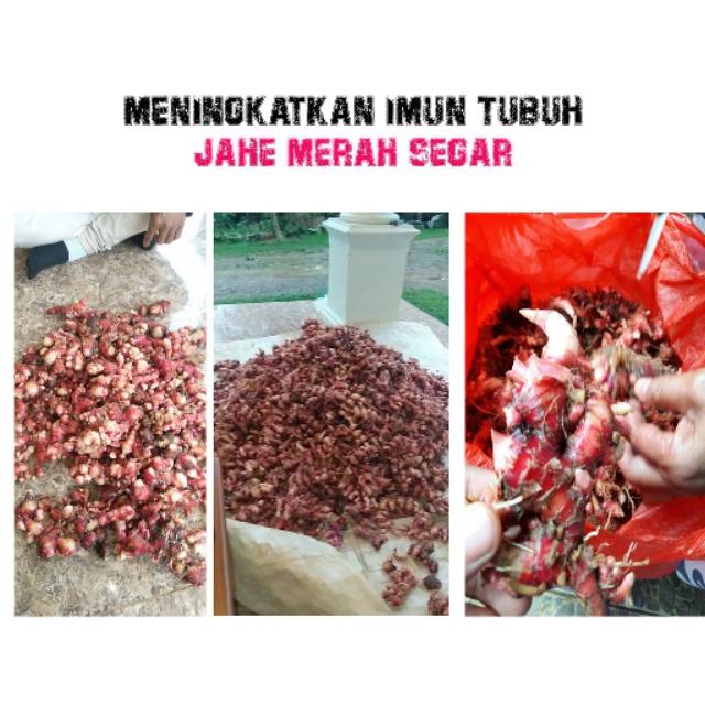 Jual Jahe Merah Segar Bersih 100gram | Shopee Indonesia