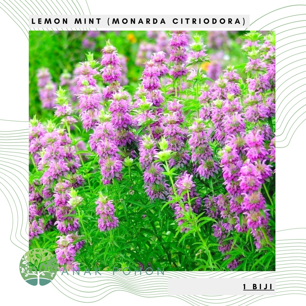 Jual Benih Bibit Biji - Lemon Mint Lemon Beebalm (Monarda citriodora ...