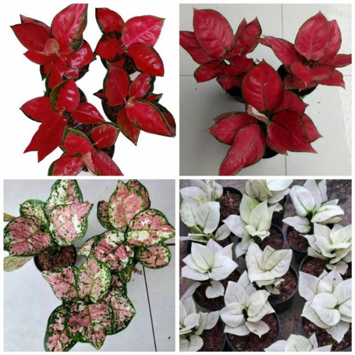 Jual Paket 4 jenis aglonema (Suksom,red anja, tricolour, super white ...