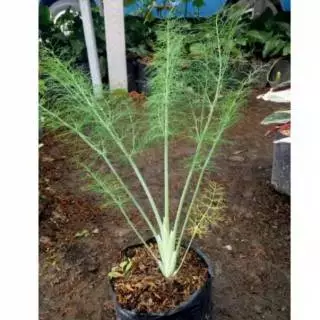 Jual Tanaman Adas Terlengkap & Harga Terbaru November 2024 | Shopee ...