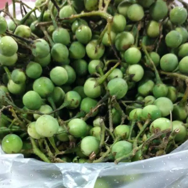 Jual buah cepokak/takokak isi kemasan 500 gram | Shopee Indonesia