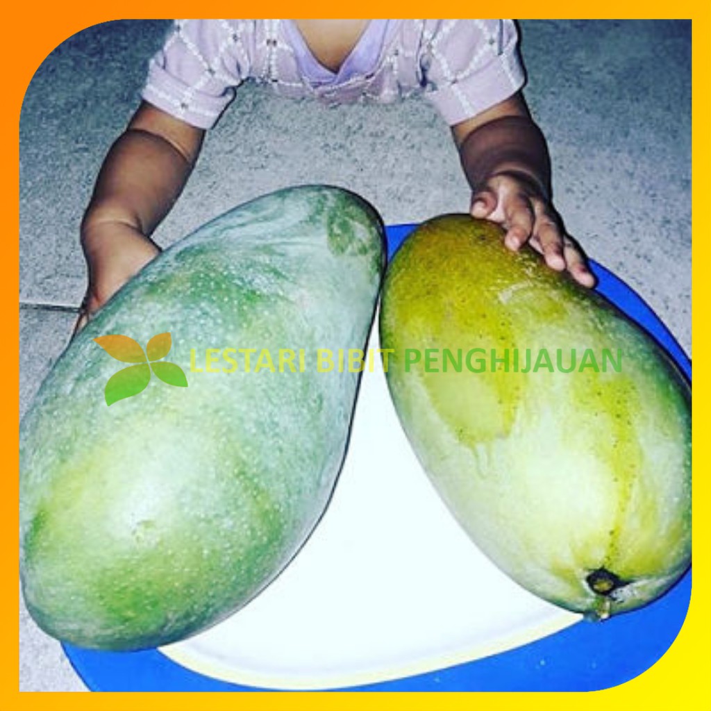 Jual Bibit Tanaman Mangga Kiojay Thailand - Mangga Jumbo Hasil Stek ...