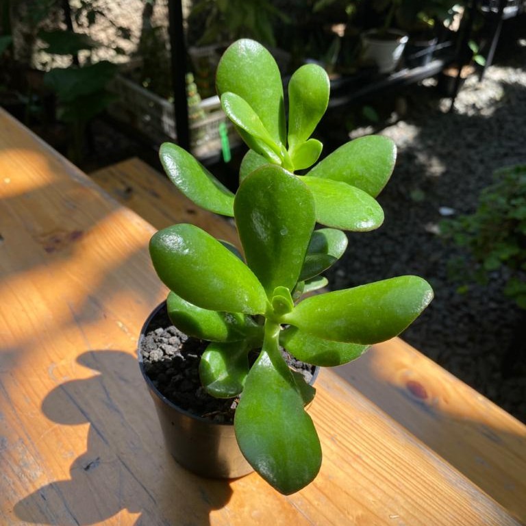 Jual Nanem Taneman - Jade Plant | Shopee Indonesia