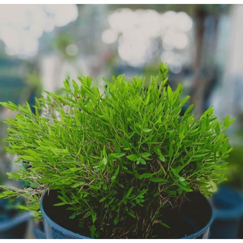 Jual bambu micro | Shopee Indonesia