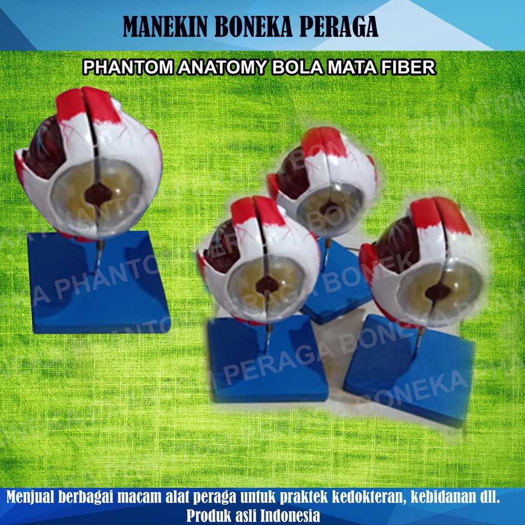 Jual MANEKIN/BONEKA PERAGA/PHANTOM ANATOMY/BOLA MATA FIBER | Shopee ...