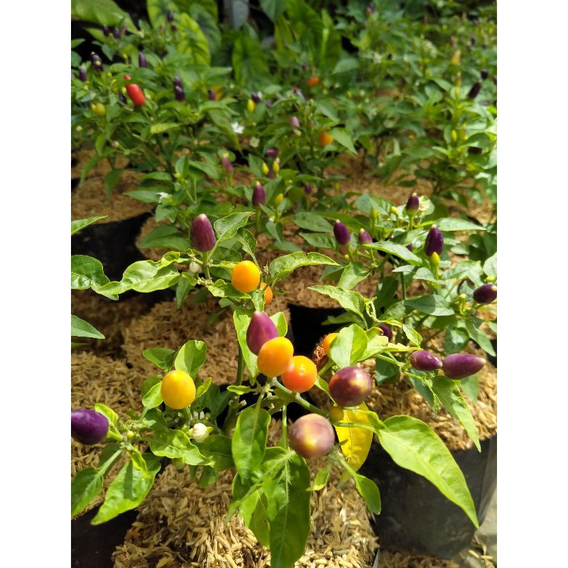 Jual Tanaman Hias Konsumsi Cabe / Cabai / Lombok Pelangi ( Sudah ...