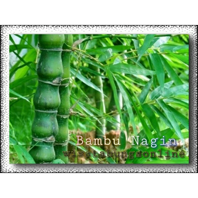 Jual Tanaman Hias Bambu Nagin/Bambu Tasbih/Bambu Katak/Bambu Gendang ...