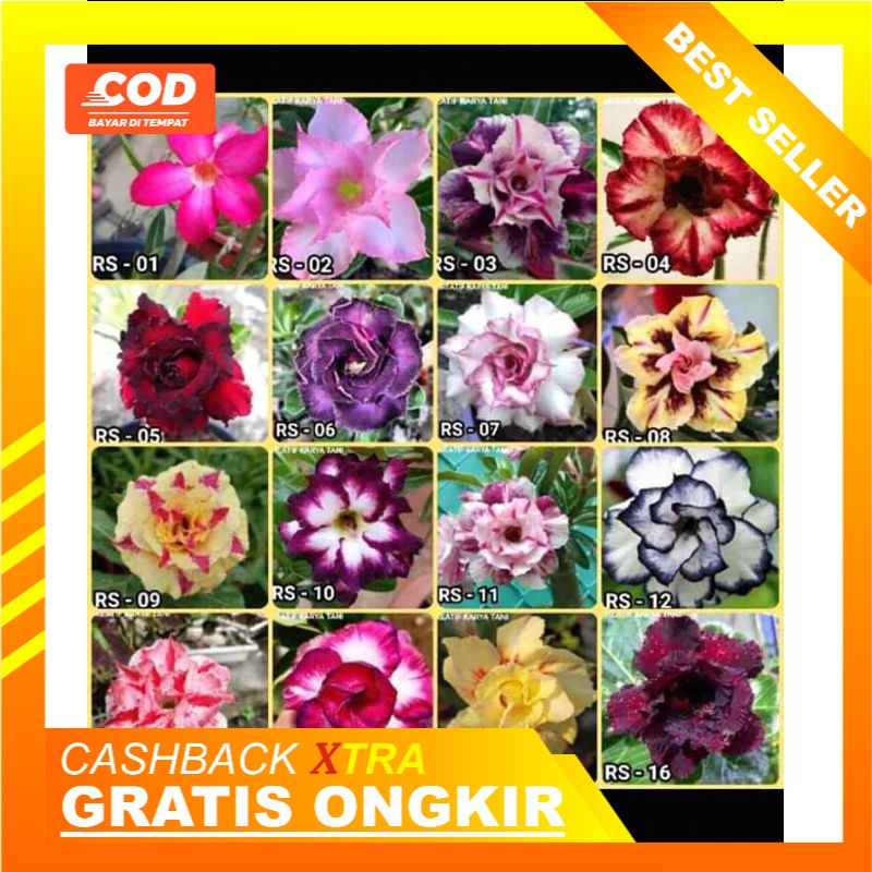 Jual Paket 20 Adenium kamboja bunga tumpuk bonggol besar | Shopee Indonesia